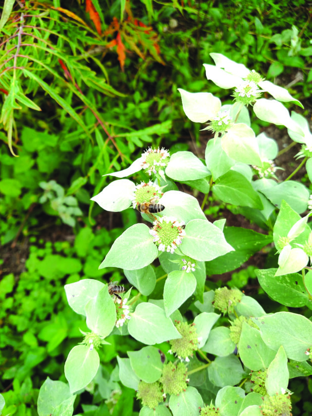 Pollinator plants put food on table | News, Sports, Jobs - The Vindicator